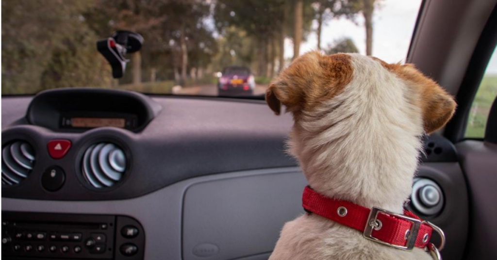 Uber Pet: Get Paid More to Transport Passengers’ Pets